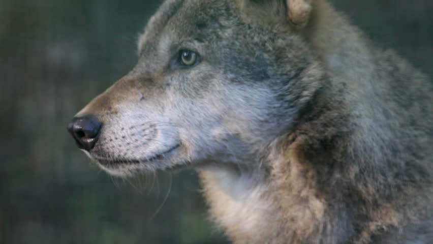 Wolf Stock Footage Video | Shutterstock
