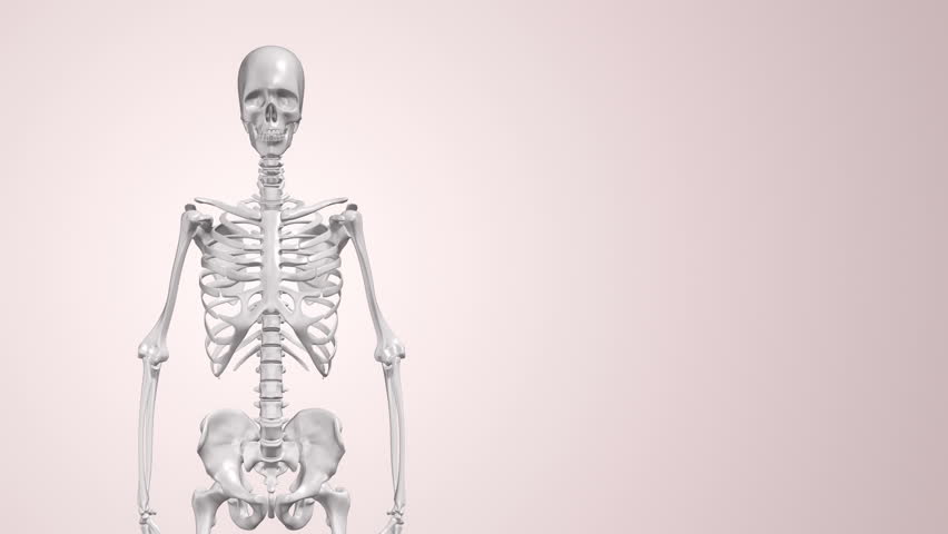 Abstract Background With Animation Of Rotation Realistic Human Skeleton ...