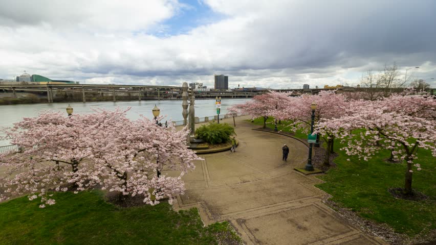 Flowering Cherry Blossom Trees Spring Season In Japanese Memorial Park ...