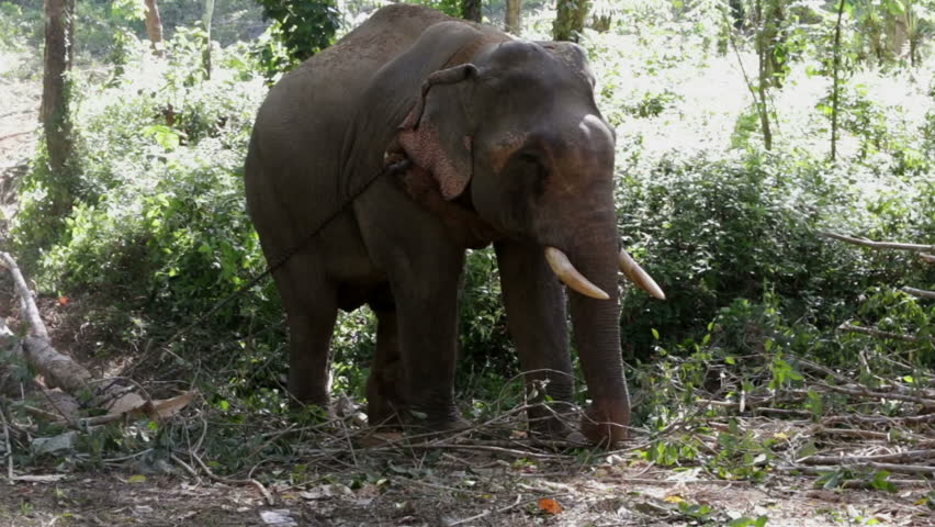 Elephant Carrying Log Stock Video Footage - 4K and HD Video Clips ...