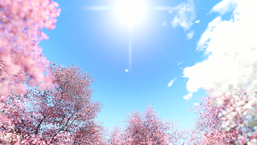 Animation of Sakura with Flowers Stock Footage Video (100% Royalty-free ...