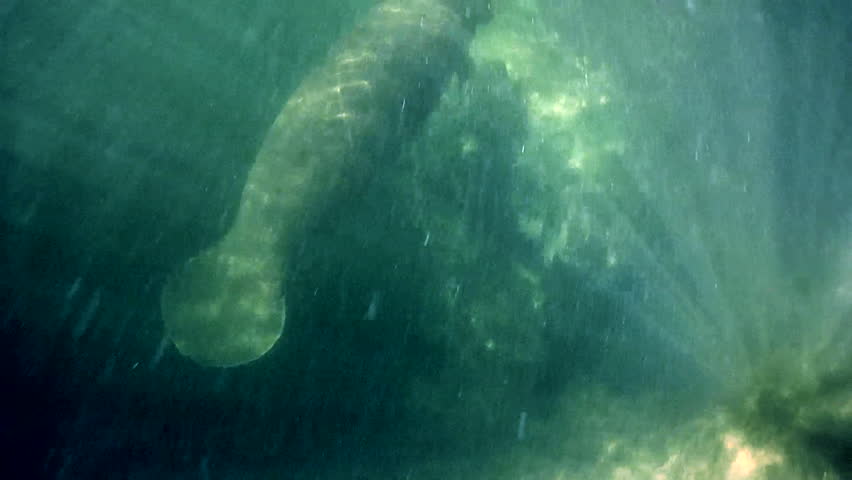 Injured Manatee with Visible Deep Stock Footage Video (100% Royalty ...