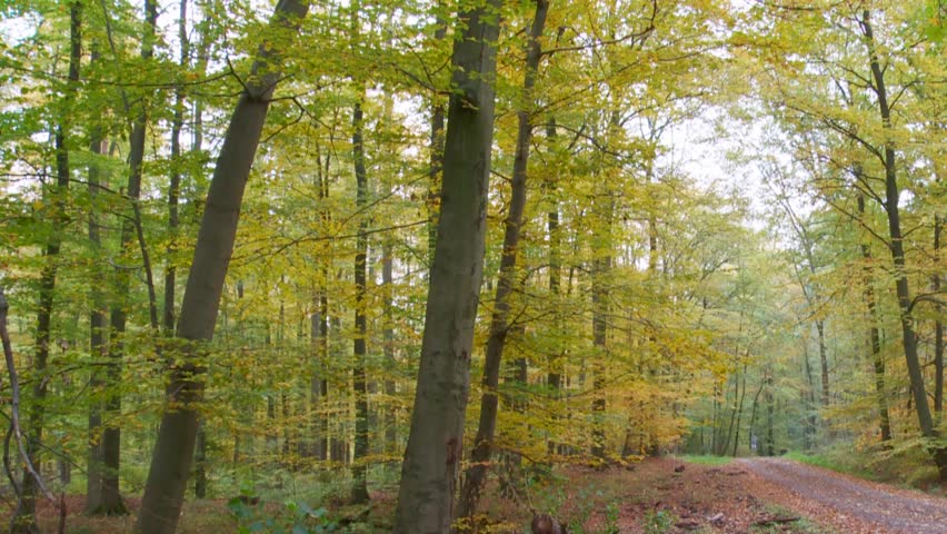 Woods Forest. Trees Background. Green Nature Landscape. Wilderness ...
