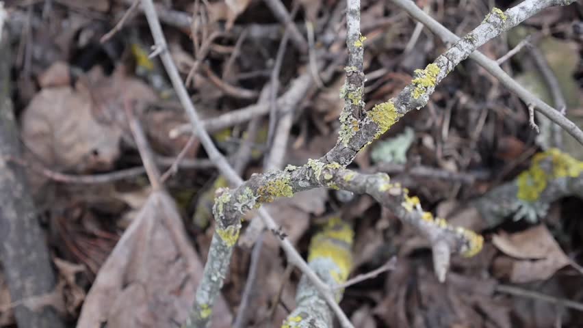 Insect Eating Jackfruit Rot Hanging On Jackfruit Tree In The Garden ...