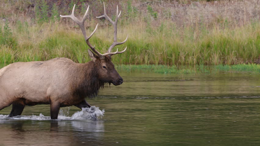 Large Bull Elk Running Through A River With Water Splashing And Female ...