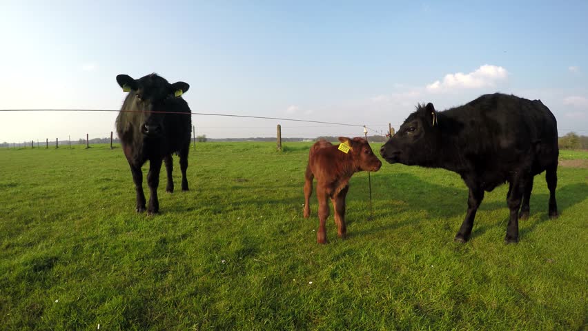 Aberdeen Angus Mother Cow And Young Just Born Calf Walking Past ...