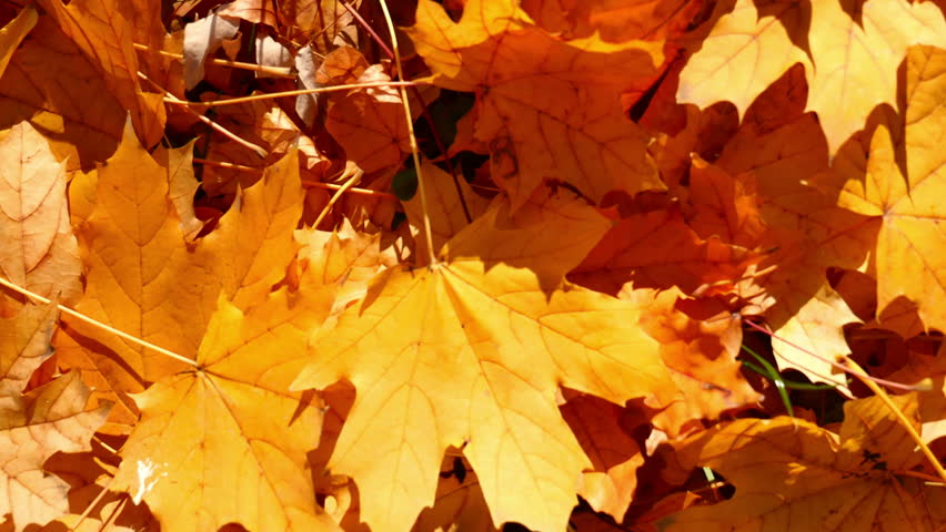 Moving Through in Autumn Leaves Stock Footage Video (100% Royalty-free ...