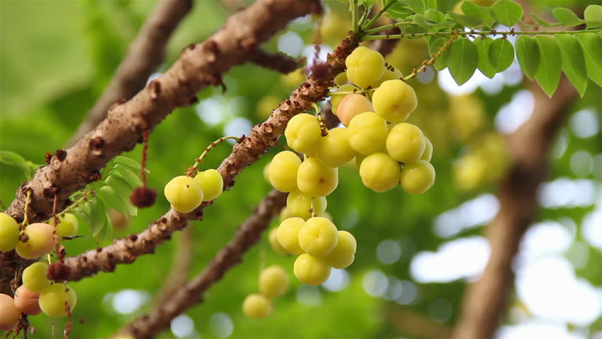 Star Gooseberry in Thailand .it Stock Footage Video (100% Royalty-free ...