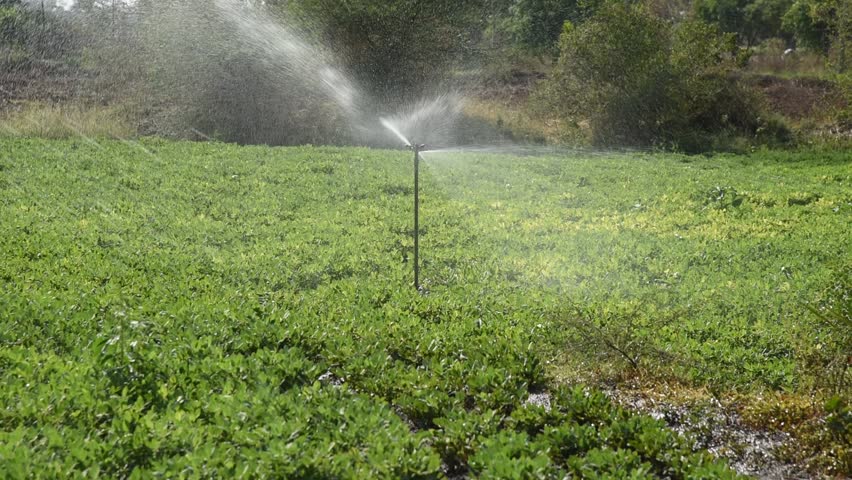 Sprinklers Irrigate Crops. Three Different Shots. Holland Marsh ...