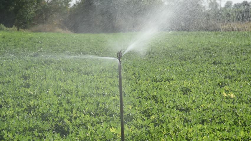 Sprinklers Irrigate Crops. Three Different Shots. Holland Marsh ...