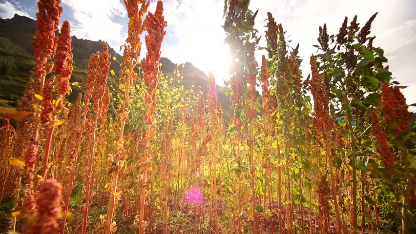 PERU: Quinoa Field With Red Plants On A Sunny Day. In The Andes Of Peru ...
