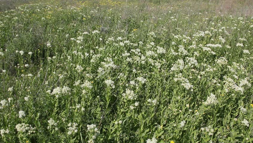 Flax Cultivation (Linum Usitatissimum) - Full Screen. Flax Is A Food ...