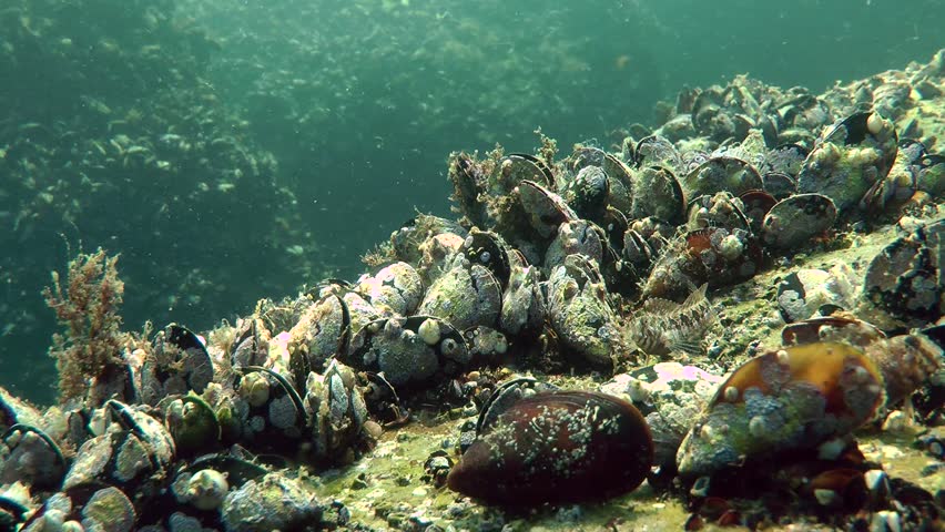Zebra Mussel (Dreissena Polymorpha): Clams Push Out Its Siphons To ...