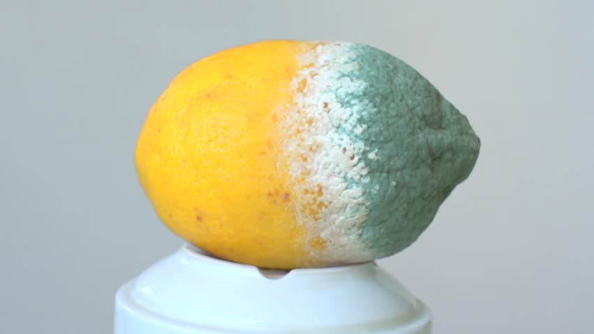 Rotten Lemon Covered With Mold Rotating Over White Background, Loop ...