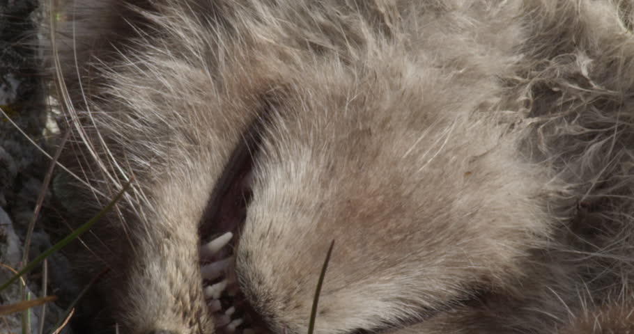 Dead Arctic Fox Lying Upside Down In Grass Of Island Showing Teeth And ...