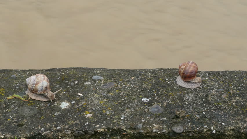 Snail Coming Out From Shell, The Other Sleep, Turbulent Flood River ...