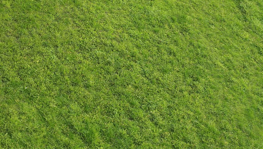 Green Grass Top View Video Stock Footage Video 100 Royalty Free 16485049 Shutterstock