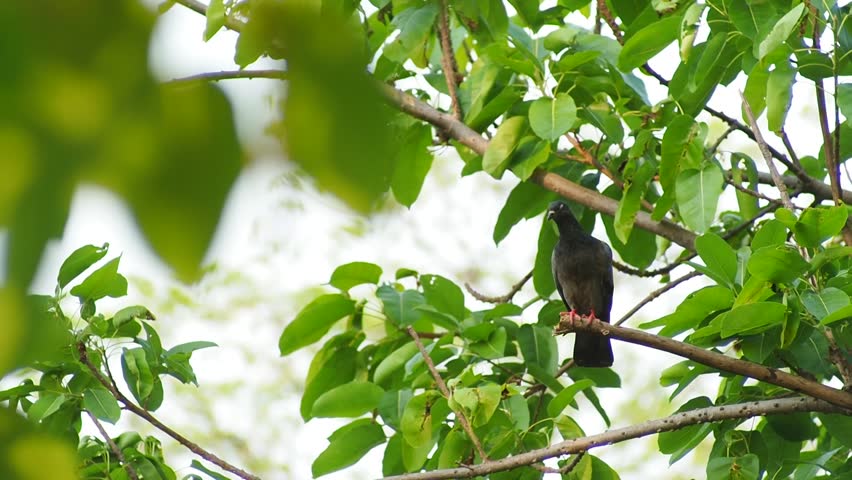 Pigeon Standing On the Branch Stock Footage Video (100% Royalty-free ...
