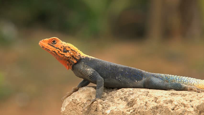Orange-headed Lizard Stock Footage Video (100% Royalty-free) 1660879 ...