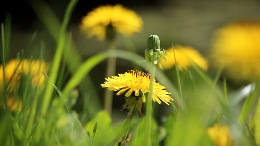 Dandelions in Spring, Spring Field. Stock Footage Video (100% Royalty ...