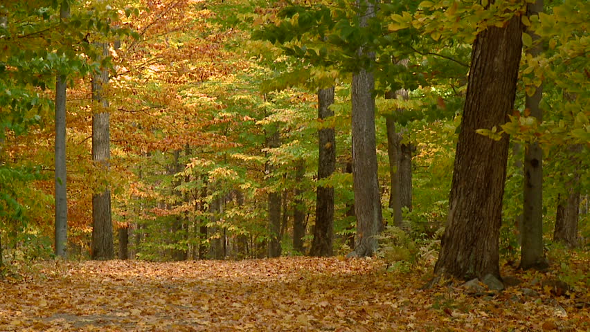 Falling Leaves Stock Footage Video | Shutterstock