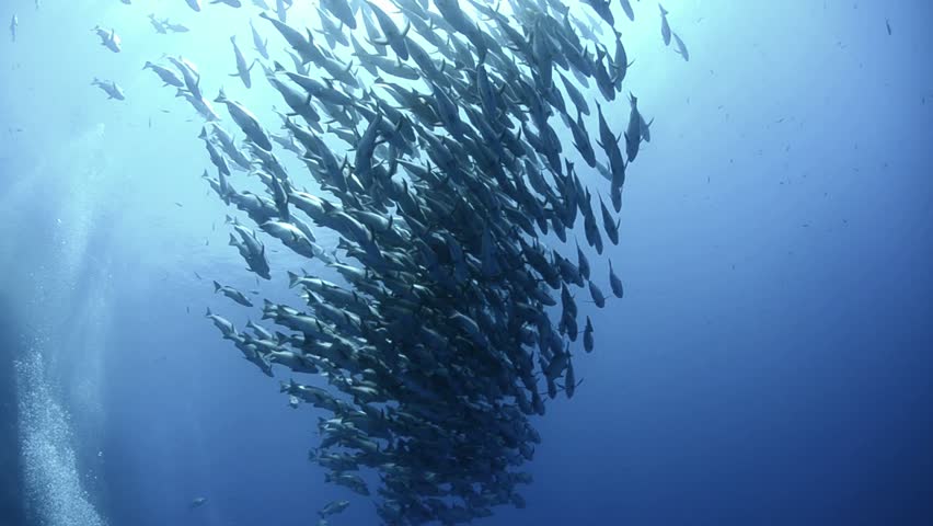 Shoal Fish Stock Video Footage - 4K and HD Video Clips | Shutterstock