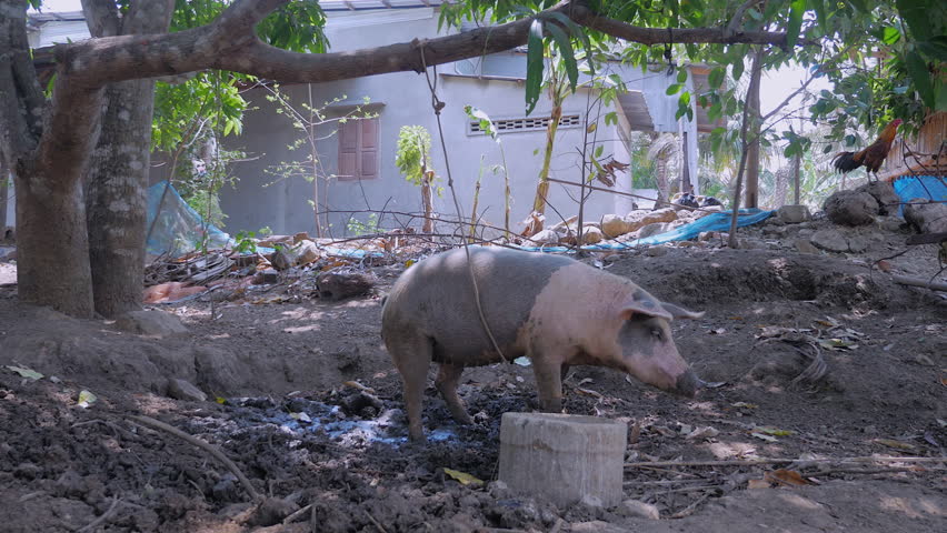 Pigs Covered In Mud And Tied Up With Rope Sleeping On The Ground By The ...