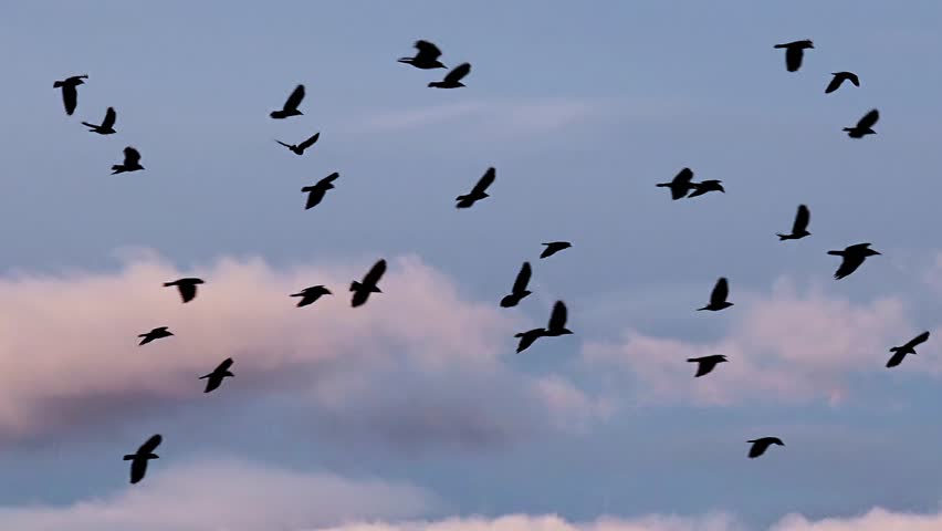 Hundreds Of Birds Flying In The Air Stock Footage Video 2455958 ...