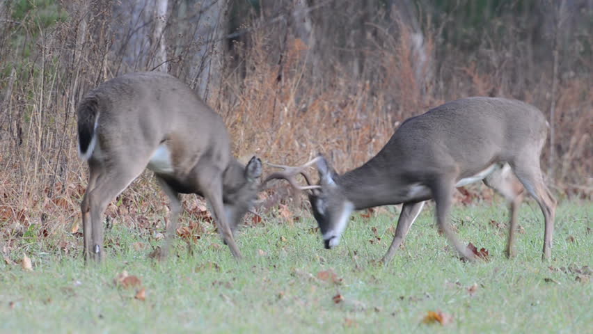 Two White-tailed Deer Bucks Fight Stock Footage Video (100% Royalty ...