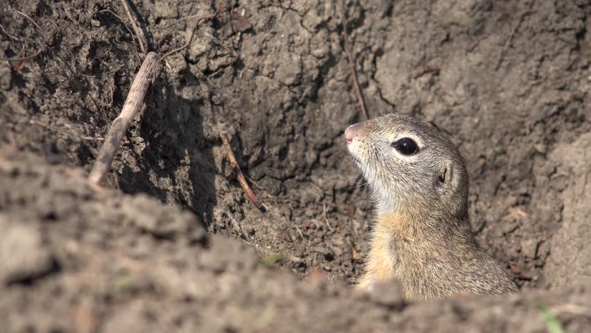 4k Weasel Hole in Field, Stock Footage Video (100% Royalty-free ...