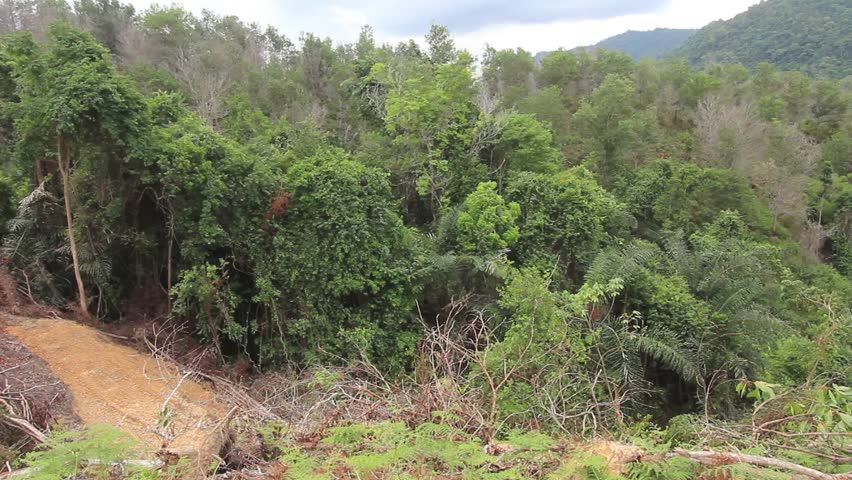 Stock video of deforestation: borneo rainforest with trees felled ...