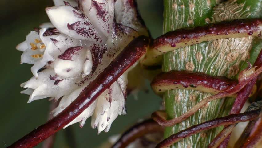 Time-lapse Of Dodder (Cuscuta Americana) A Parasitic Climber. Mites And ...