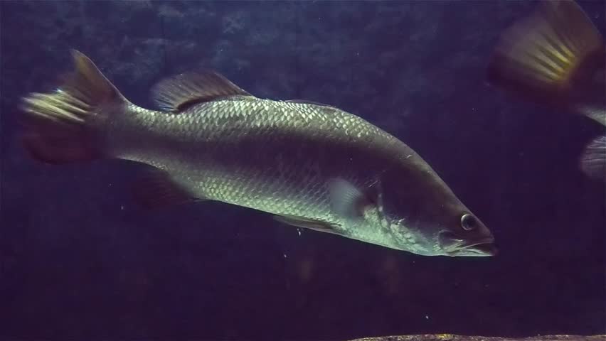Golden Barb Or Golden Dwarf Barb In Aquarium. The Golden Barb Or Golden ...