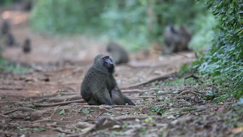 Olive Baboon (Papio Anubis), Uganda, Africa Stock Footage Video ...