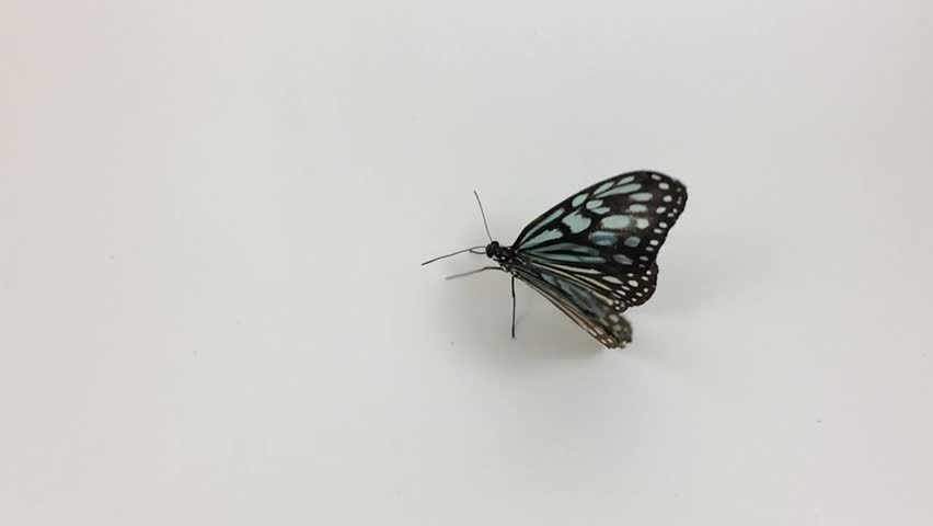 Stock video of real beautiful blue butterfly fly up | 17503309 ...