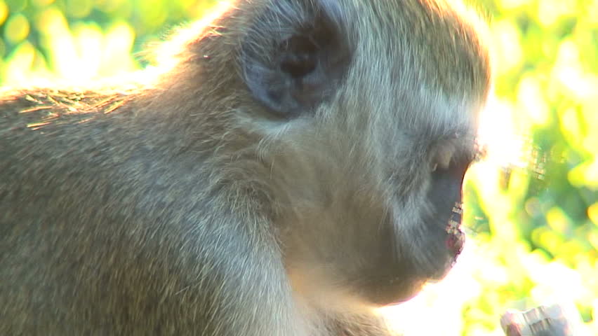 Monkey Eating Nut Stock Footage Video (100% Royalty-free) 1770089 ...