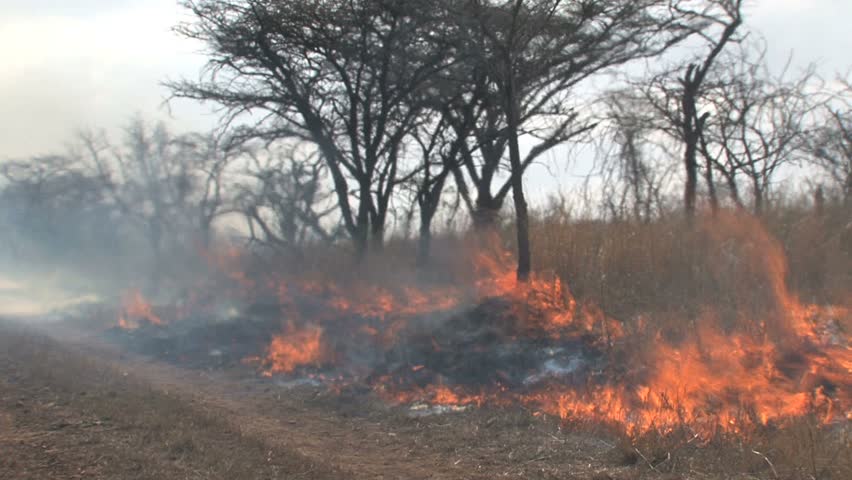 Wildfire Raging In South African Savanna Stock Footage Video 1787465 ...