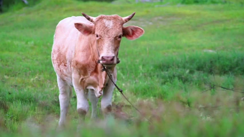 Cow sleeping image - Free stock photo - Public Domain photo - CC0 Images