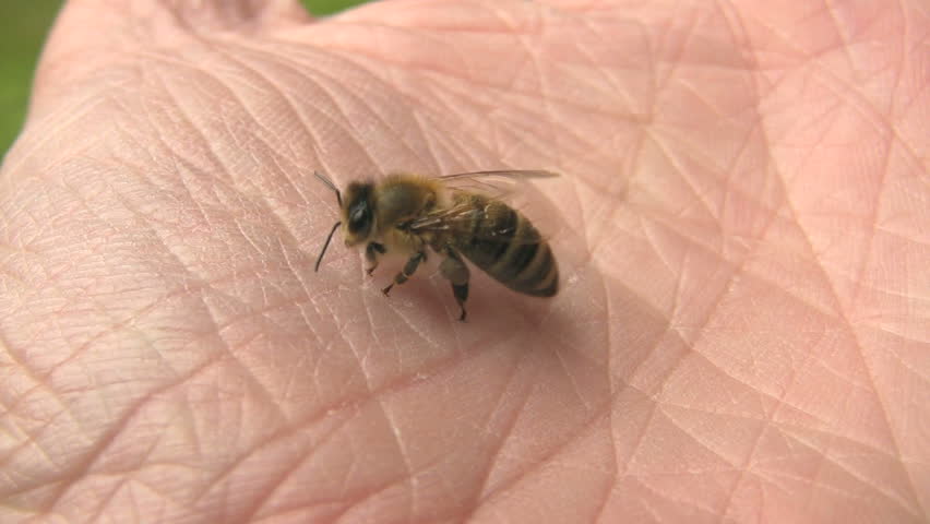 Bee Sitting On a Human Stock Footage Video (100% Royalty-free) 1810469 ...