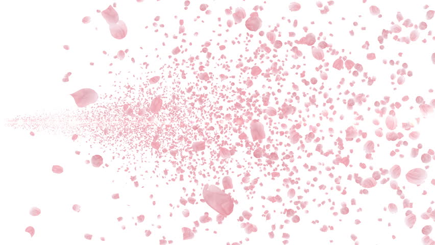 Cherry Blossom Petals And Lens Flares. Stock Footage Video 18160603 ...