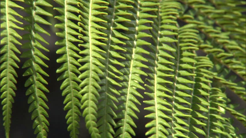 Tuber Ladder Fern, Nephrolepis Cordifolia, Erect Sword Fern, Narrow ...