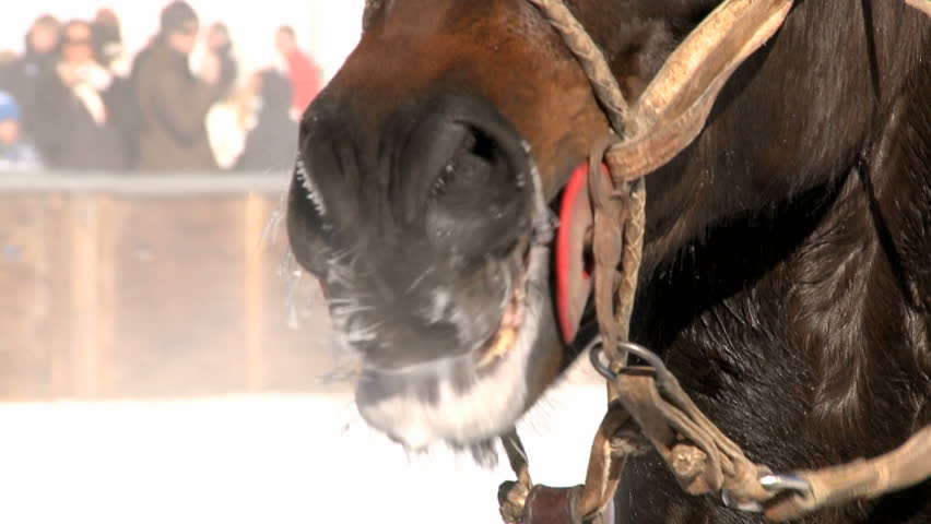 Horse in Winter Breathing with Stock Footage Video (100% Royalty-free ...