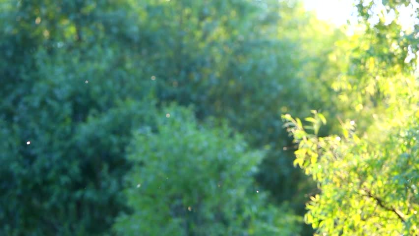 Pollen Flying In Air Over Green Trees Background. Charming Beautiful ...
