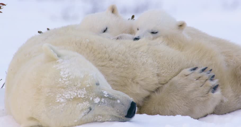Cute Newborn Seal Pup On Ice Looking At The Camera. Family Polar Arctic ...