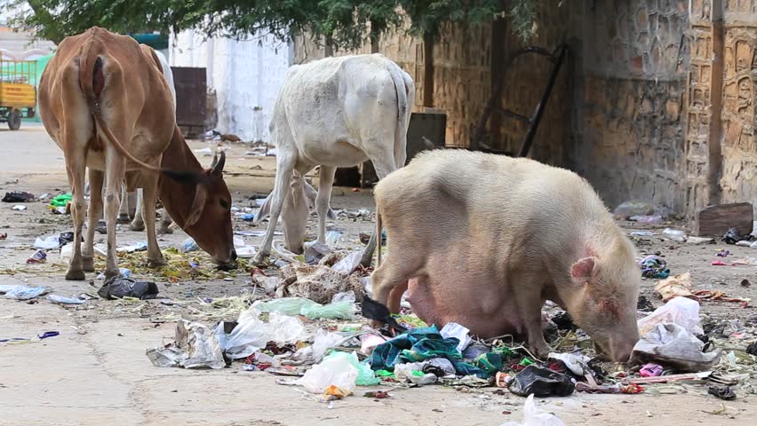 Pigs Are Seen Alongside People And Feeding On Garbage On April 13, 2014 ...