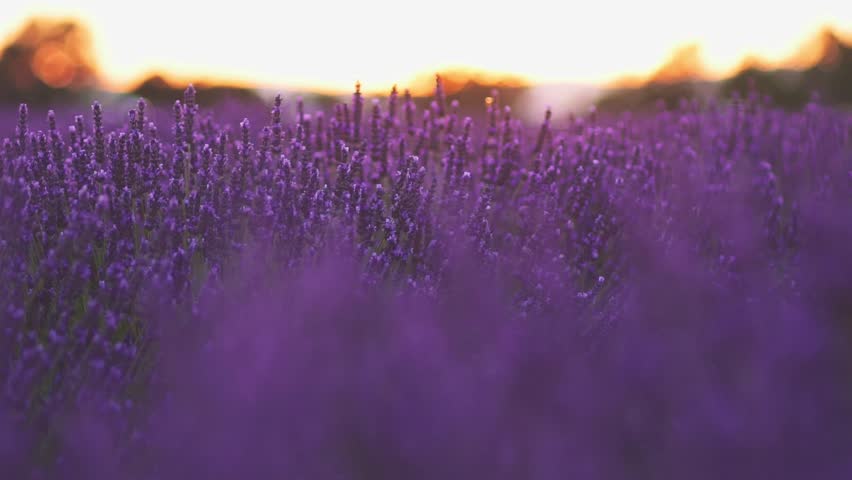 Beautiful Blooming Lavender Flowers Swaying Stock Footage Video (100% ...