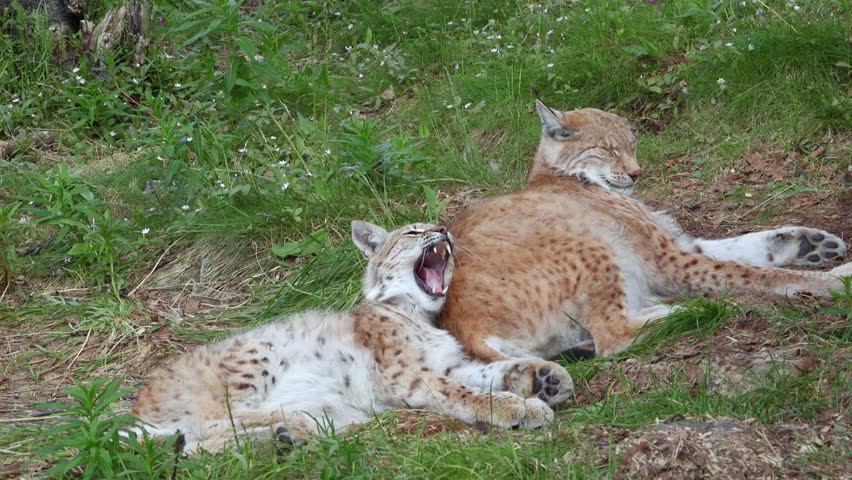 Lynx Mother With Two Cubs Relaxed Sleeping On Grass Field Stock Footage ...
