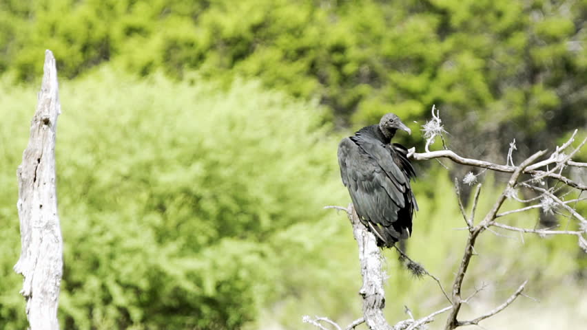 Slender-billed Crow (Corvus Enca) In Palawan Island, Philippines Stock ...