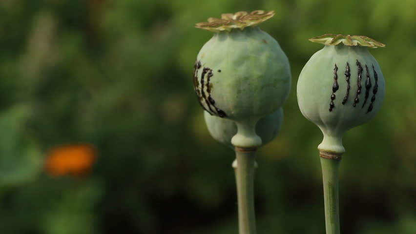 Papaver (poppy) Seed Pod Close Stock Footage Video (100% Royalty-free ...