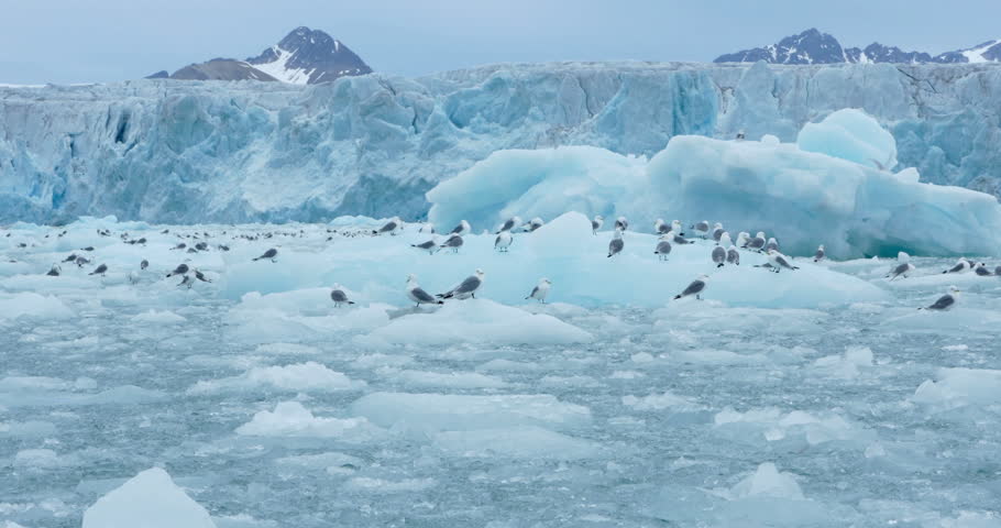 Gulls Flock Floating On Ice In The North Pole Beautiful Shot Of Gulls ...